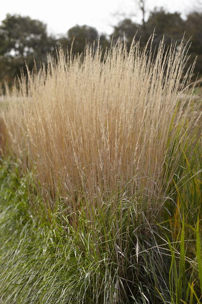 Calamagrostis acutiflora 'Karl Foerster' - Feather Reed Grass