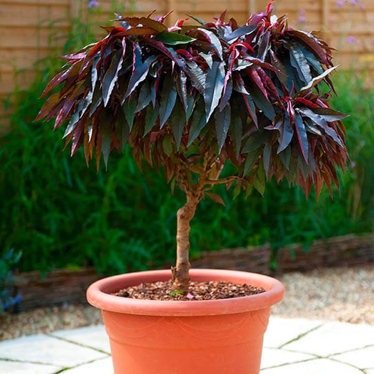 Crimson Bonfire - Red leaf Patio Peach Tree - Amazing Red leaved ...