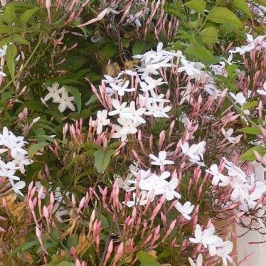 Large 6ft - Jasminum officinale - Jasmine polyanthemum - Scented ...