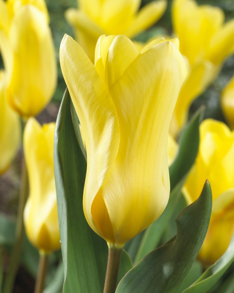 Tulip 'Yellow Empress' - Pack of 12 Bulbs