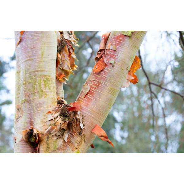 Trees - Young, Semi-mature and Larger Trees