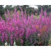 Lythrum virgatum 'Dropmore Purple'