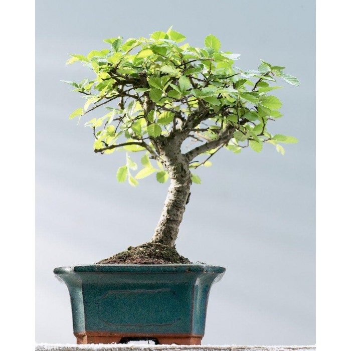 Large Chinese Elm Bonsai Tree with Glased dish and saucer in Gift Box