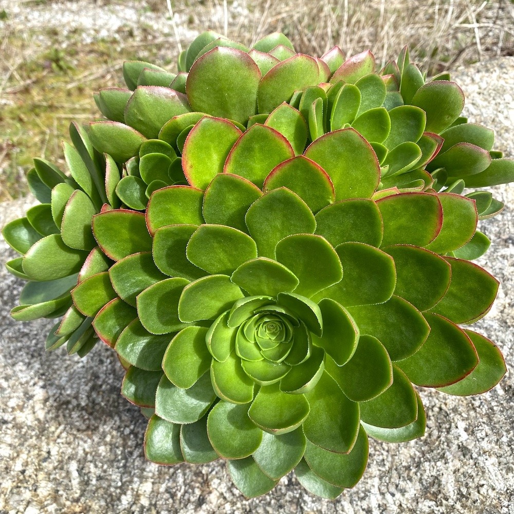 Semponium 'Diamond' - Surreal Succulents