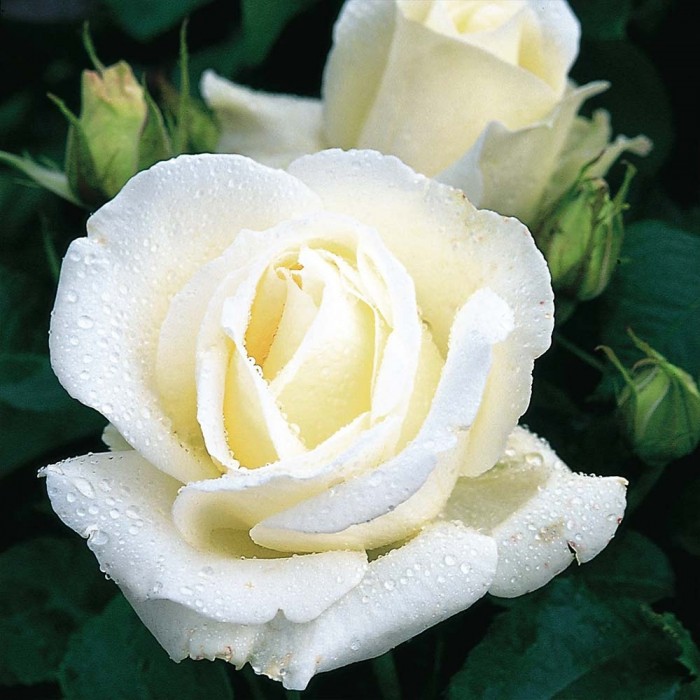 Large Standard Rose Tree 'White Queen Elizabeth' - circa 150cms tall