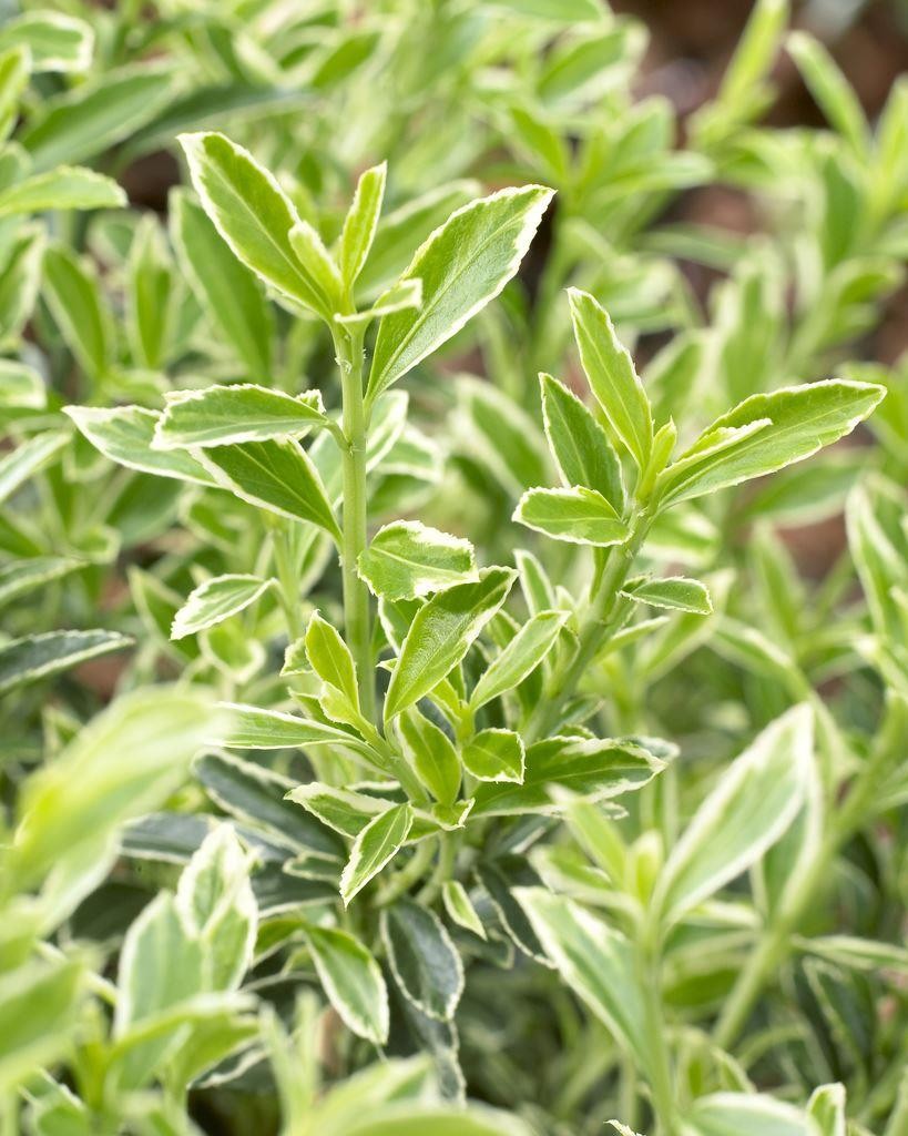 Euonymus japonicus microphyllus Albovariegatus