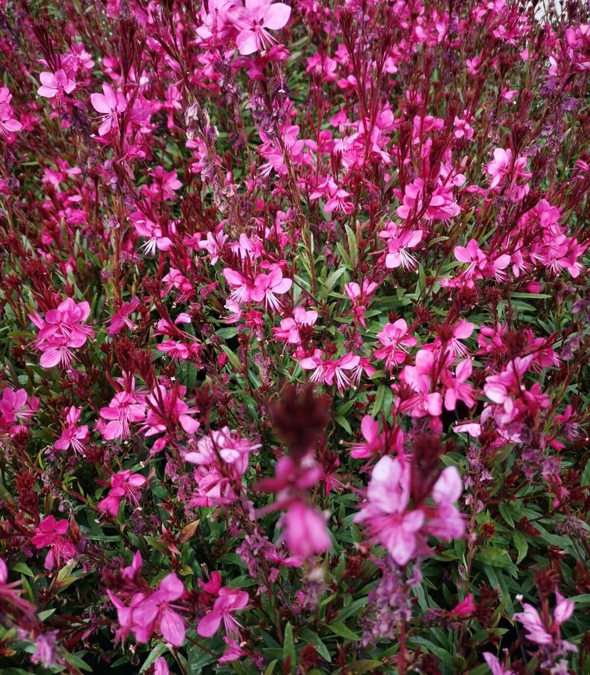Gaura lindheimeri Gambit Compact Pink