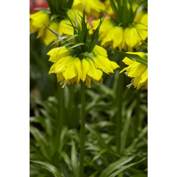 Fritillaria imperialis lutea - Golden Crown Imperial Fritillary