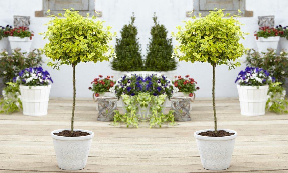 Pair of Euonymus Emerald & Gold - Golden Evergreen Standard Topiary Trees