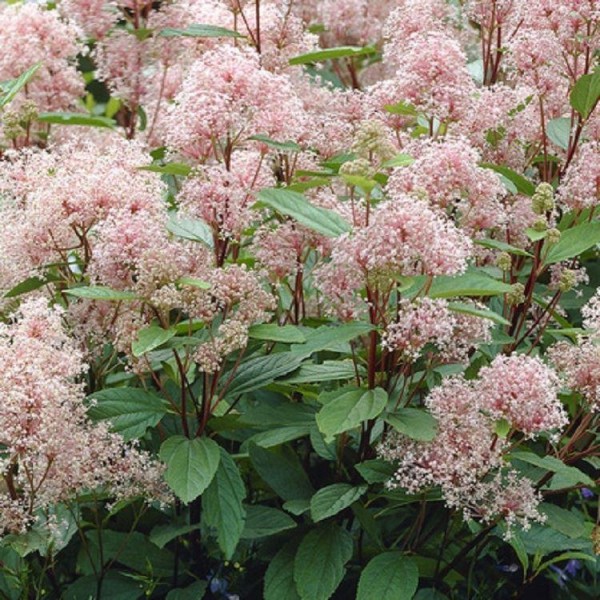 Page 2 | Ceanothus shrubs for sale | Buy Ceanothus plants UK delivery