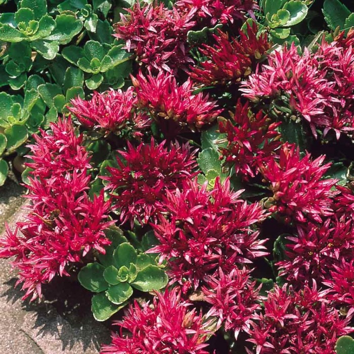 Hardy Succulent Sedum Collection - Pack of FIVE Evergreen Hardy Plants ...
