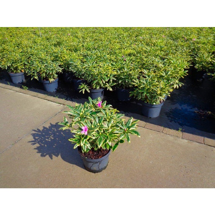 Rhododendron Golden Green Gift