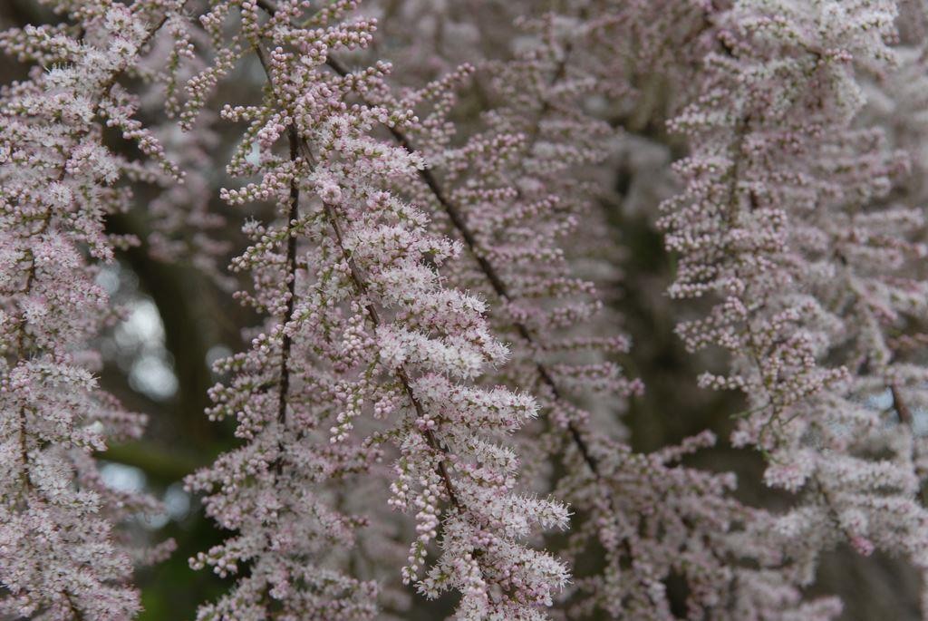 Tamarix Parviflora tetrandra - Tamarisk - LARGE