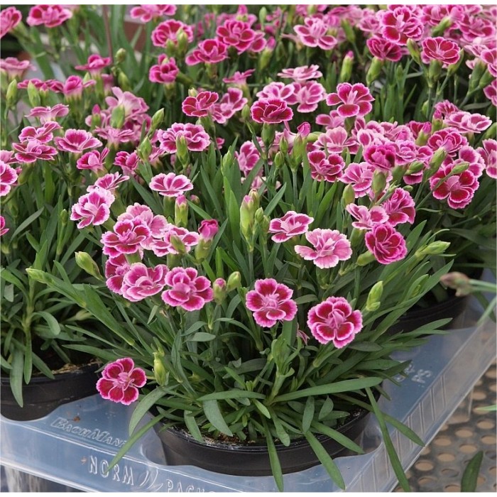 Dianthus Pink Kisses - Fragrant Pink