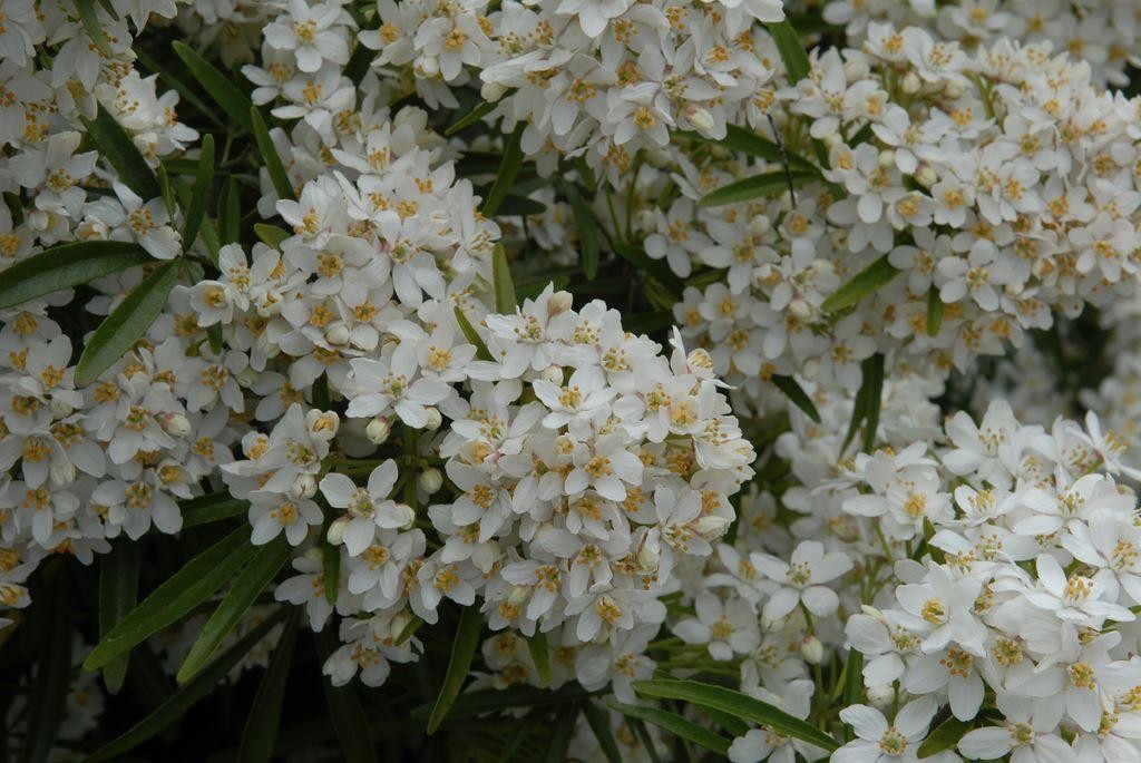 Choisya ternata Aztec Pearl - Mexican Orange Blossom - LARGE