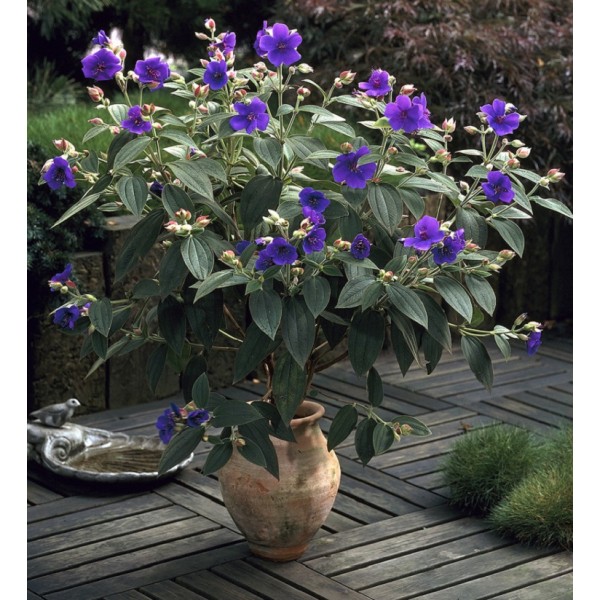 Pair of Beautiful WHITE Flowering Patio Solanum rantonnetii Trees in ...
