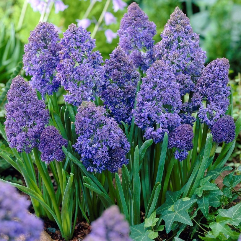 Muscari Blue Spike
