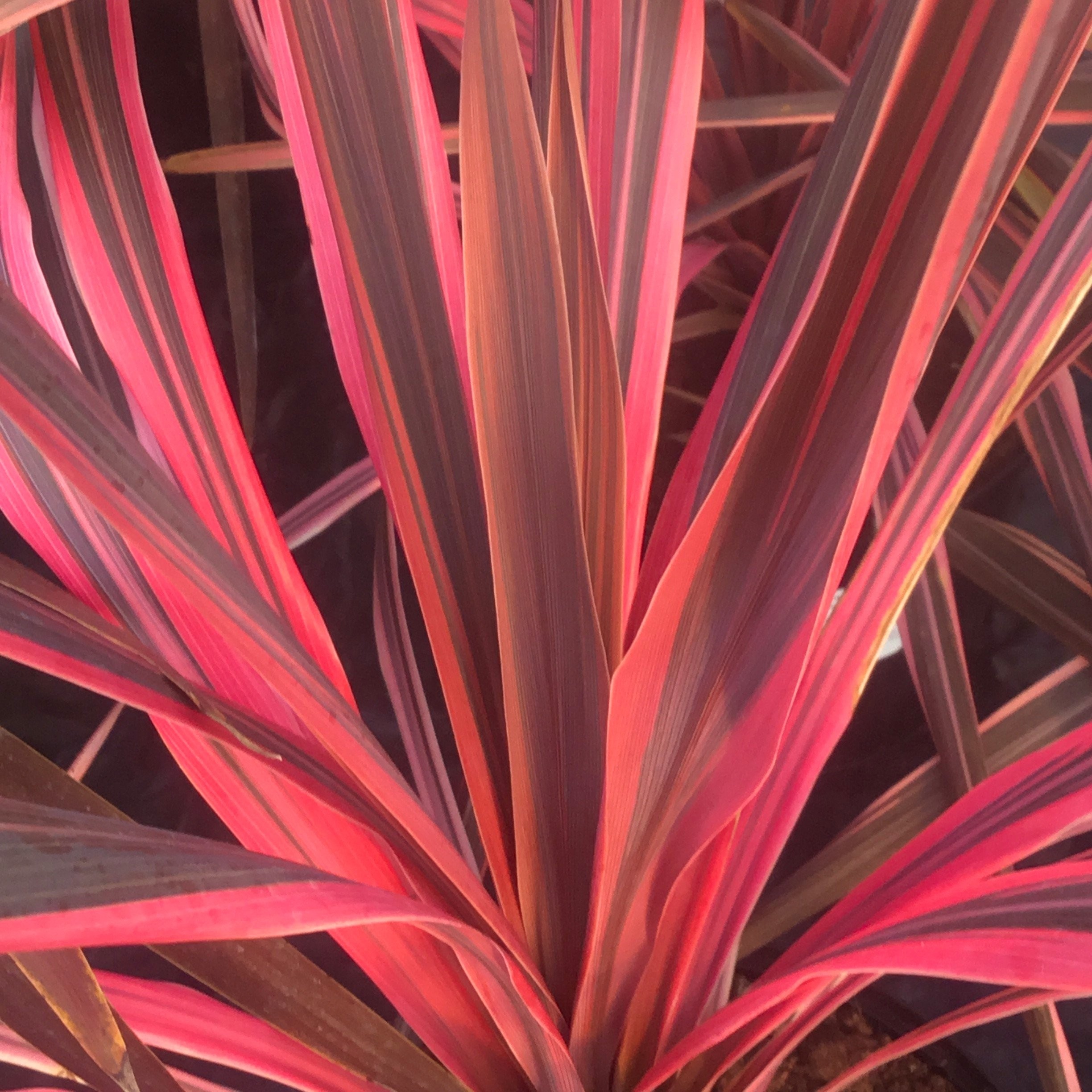 Large Pink Cordyline 'Southern Splendour' - Stunning Hardy Torbay Palm ...