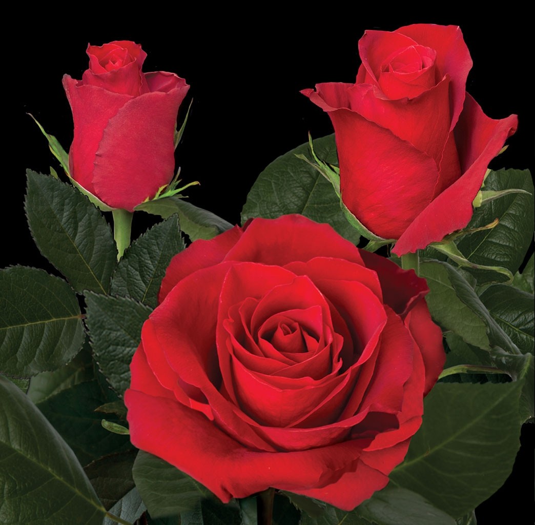 Large Standard Rose Tree 'Dallas' - circa 150cms tall