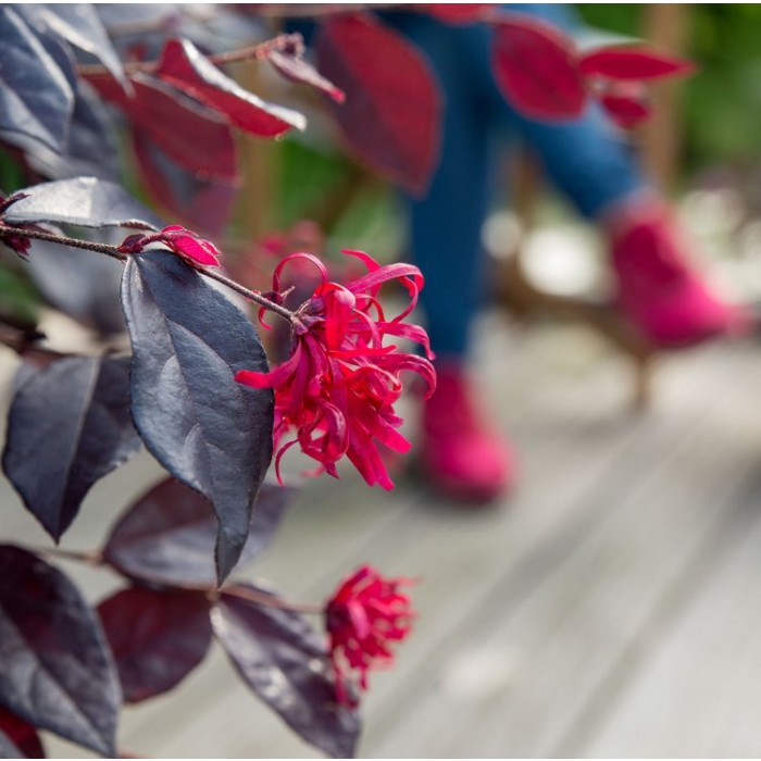 Loropetalum Ever Red