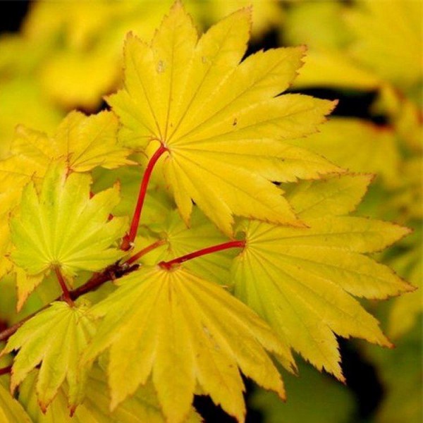 Page 3 | Acers | Japanese Maples for sale | Japanese Acers UK