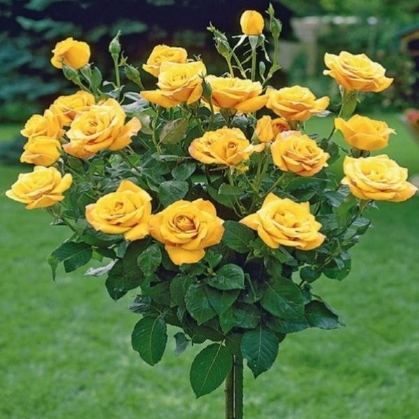 Large Golden Yellow Standard Rose Tree 'Landora' - circa 150cms tall