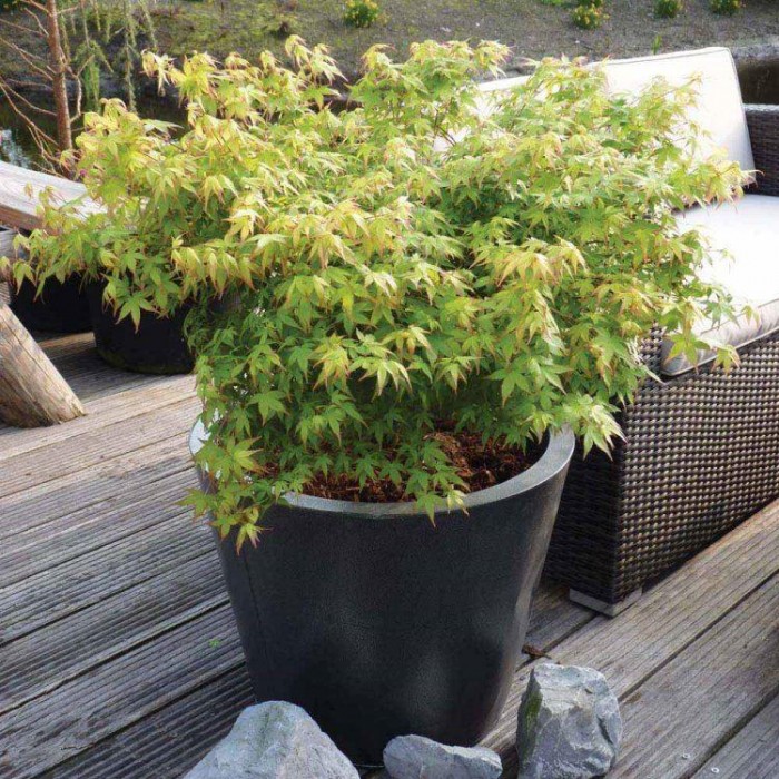 Acer palmatum Little Princess - Japanese Maple