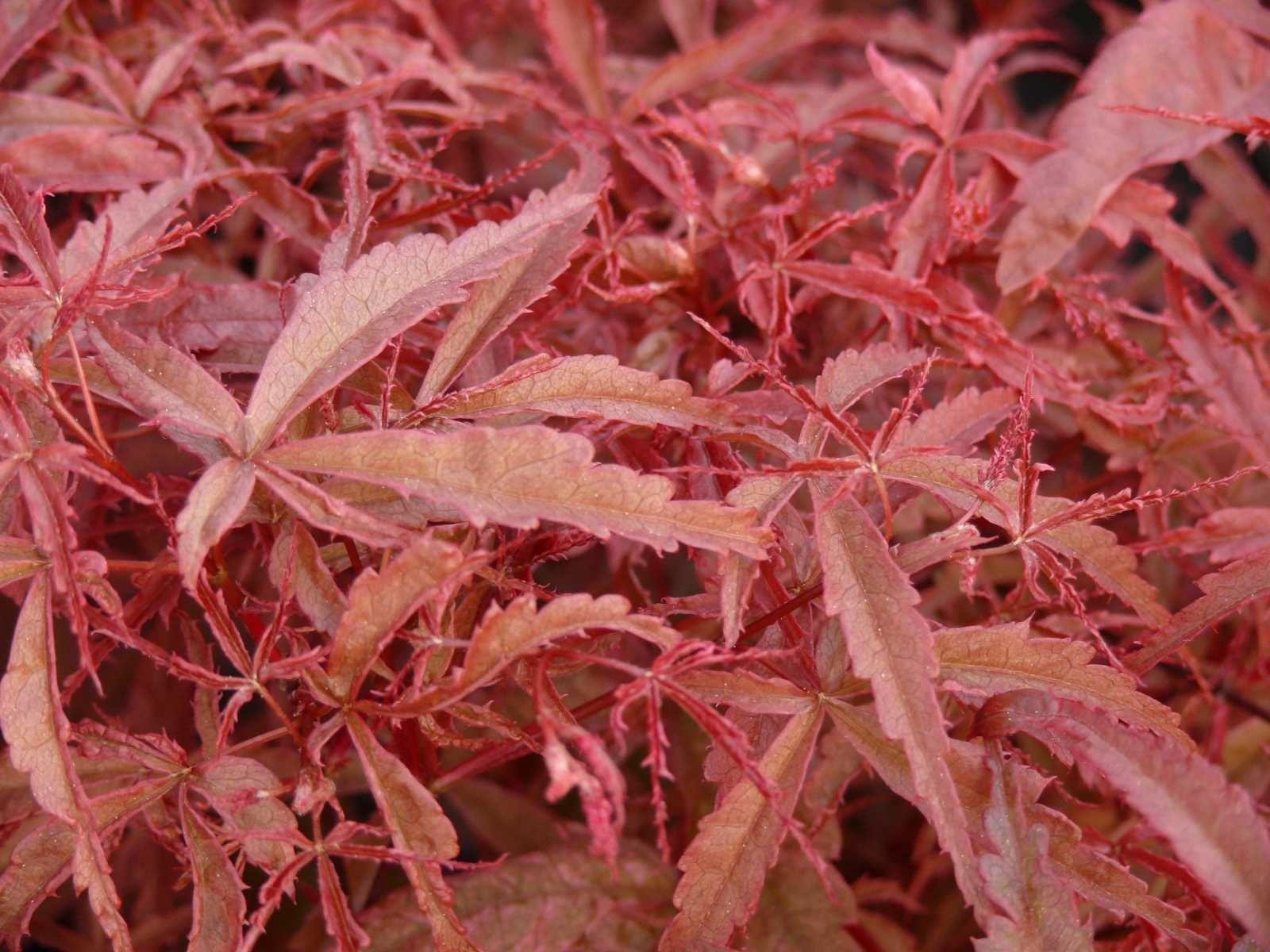 LARGE Acer Japanese Maple Tree - Beni Komachi - 100-120cms Specimen