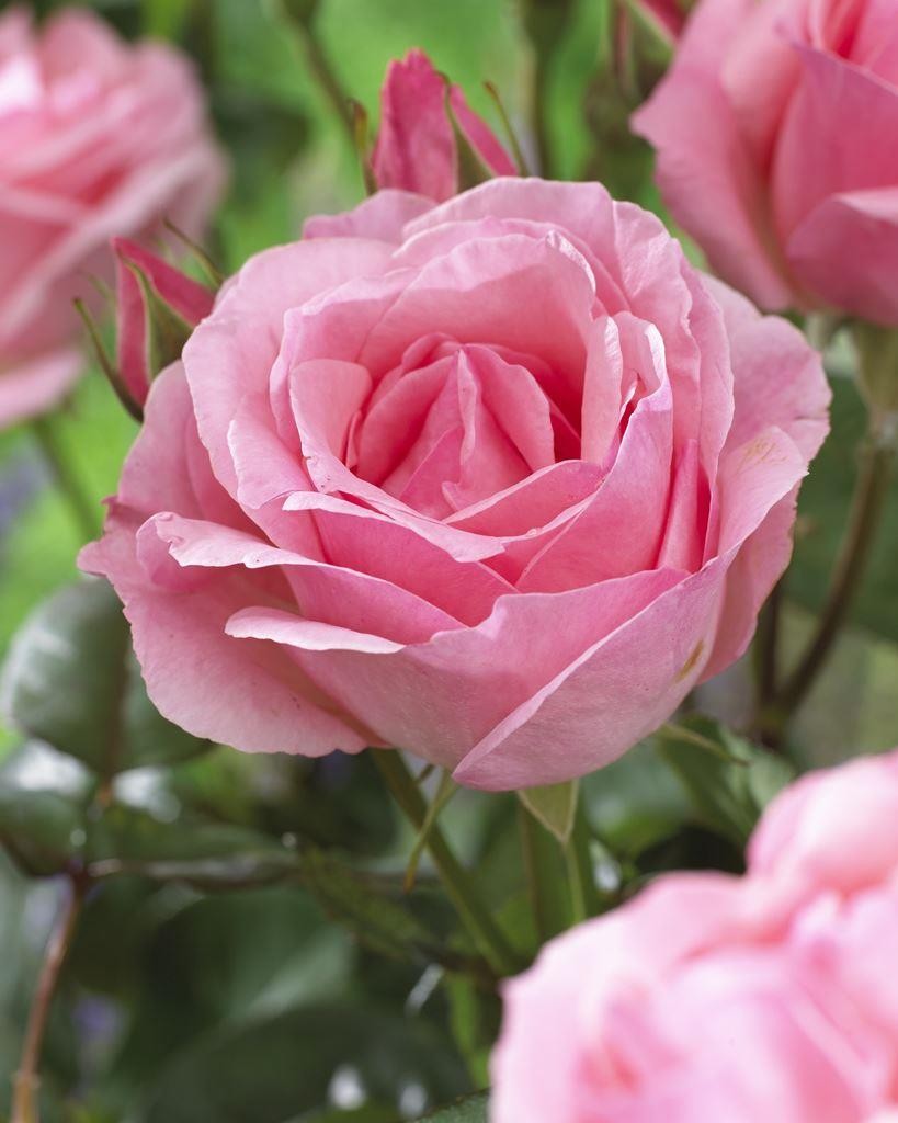 PRE-ORDER: Rose Queen Elizabeth - Floribunda Rose Plants - PACK OF ...