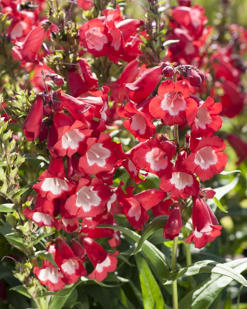Penstemon Phoenix Red
