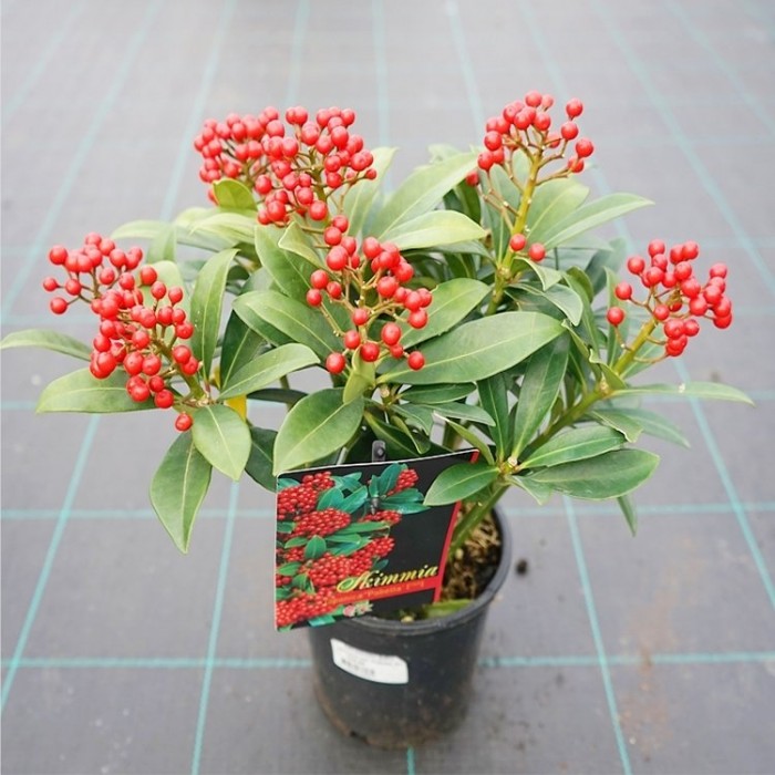 Skimmia japonica 'Pabella' - in Berry