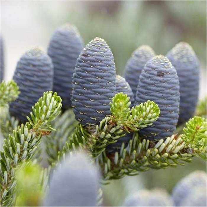Abies Koreana - Blue Cone Korean Fir - LARGE - 80-100cm Tree