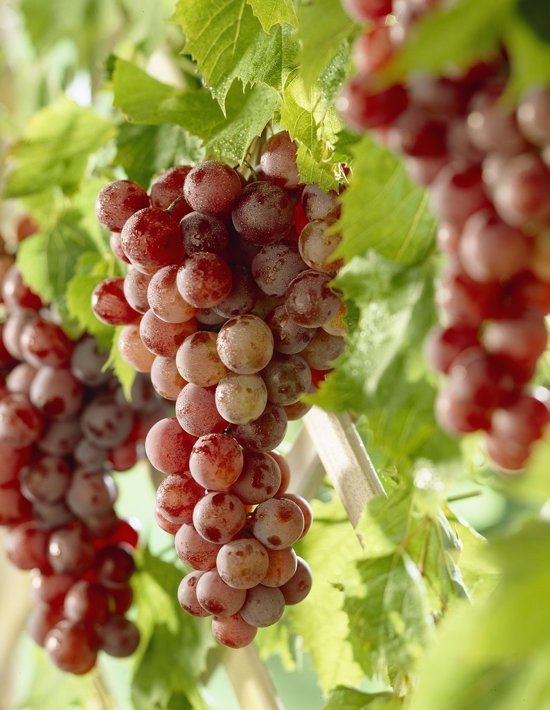 Vitis 'Vanessa' - Grape Vine