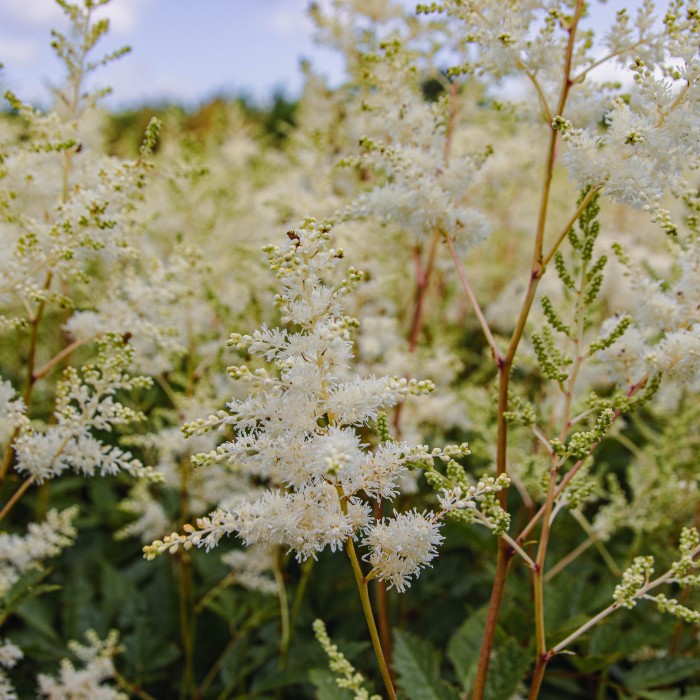 Astilbe Snowdrift