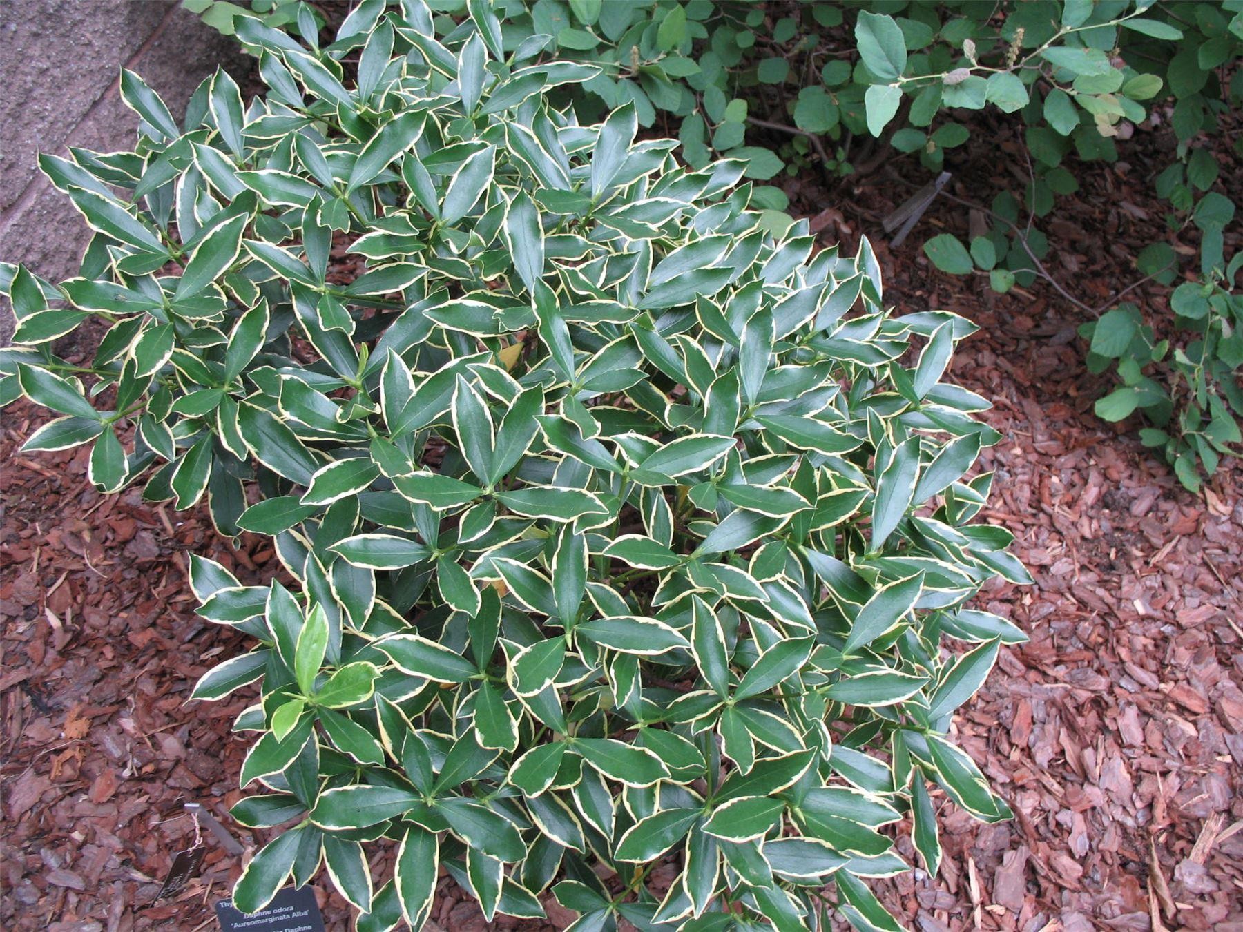 Daphne odora Aureomarginata - Highly Fragranced Hardy Evergreen Shrub