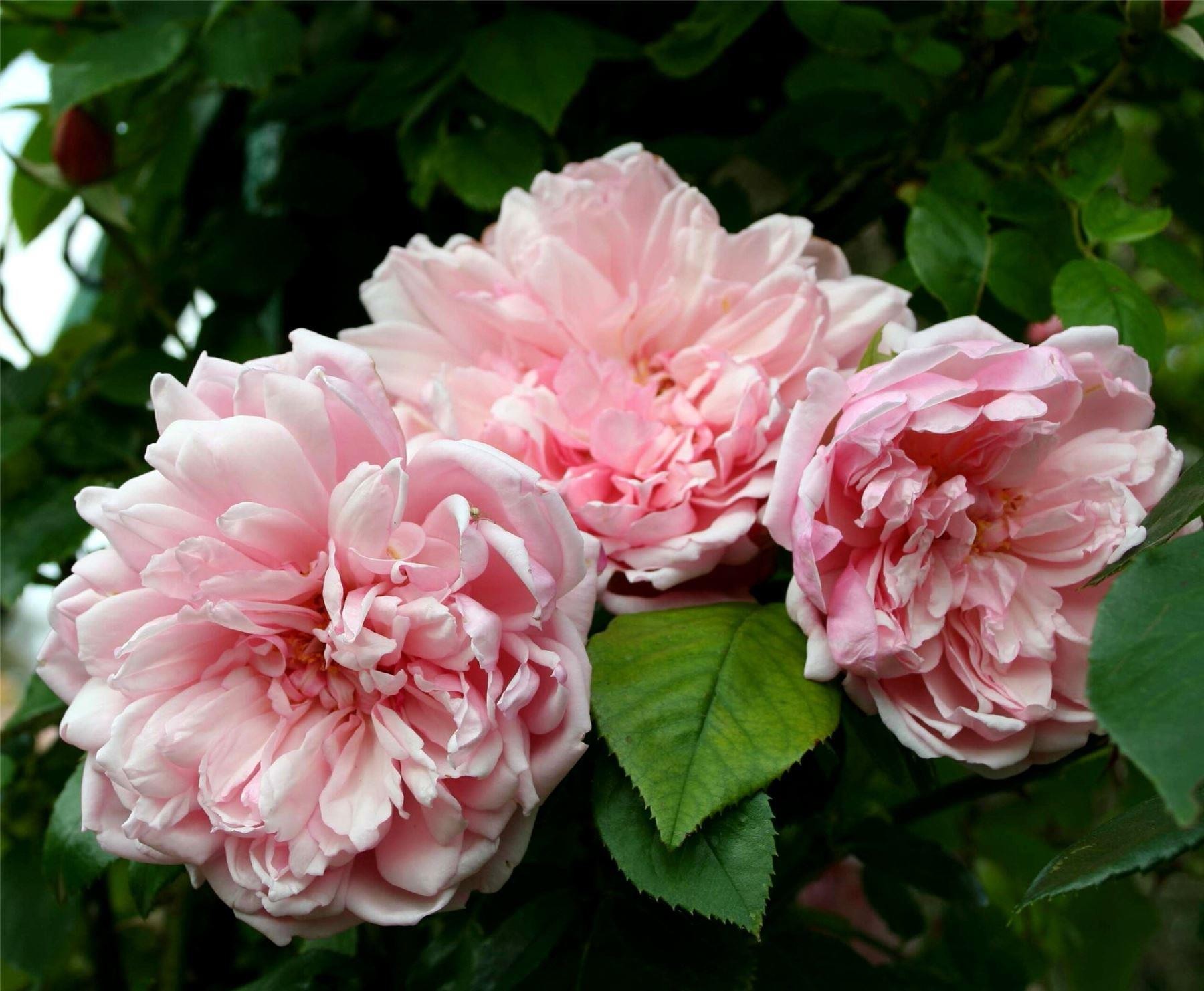 Large 6-7ft Specimen Climbing Rose - Rose Albertine - Rambling Rose