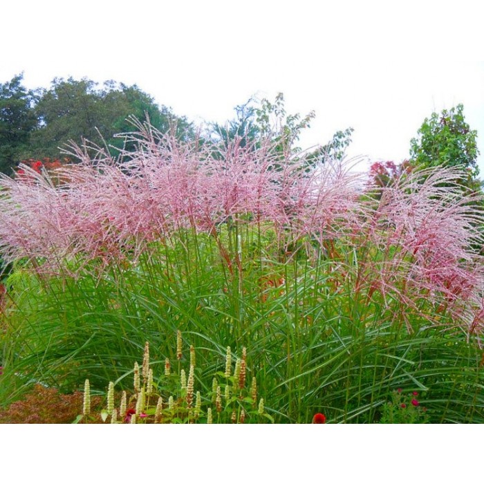 Miscanthus sinensis Flamingo - Large Specimen