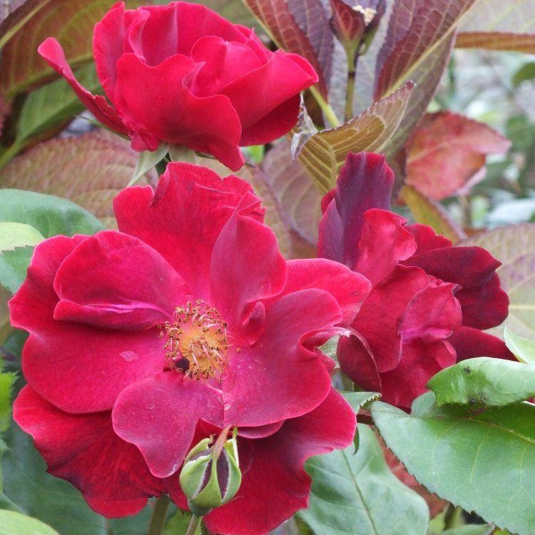 Rose Dusky Maiden - Floribunda Rose