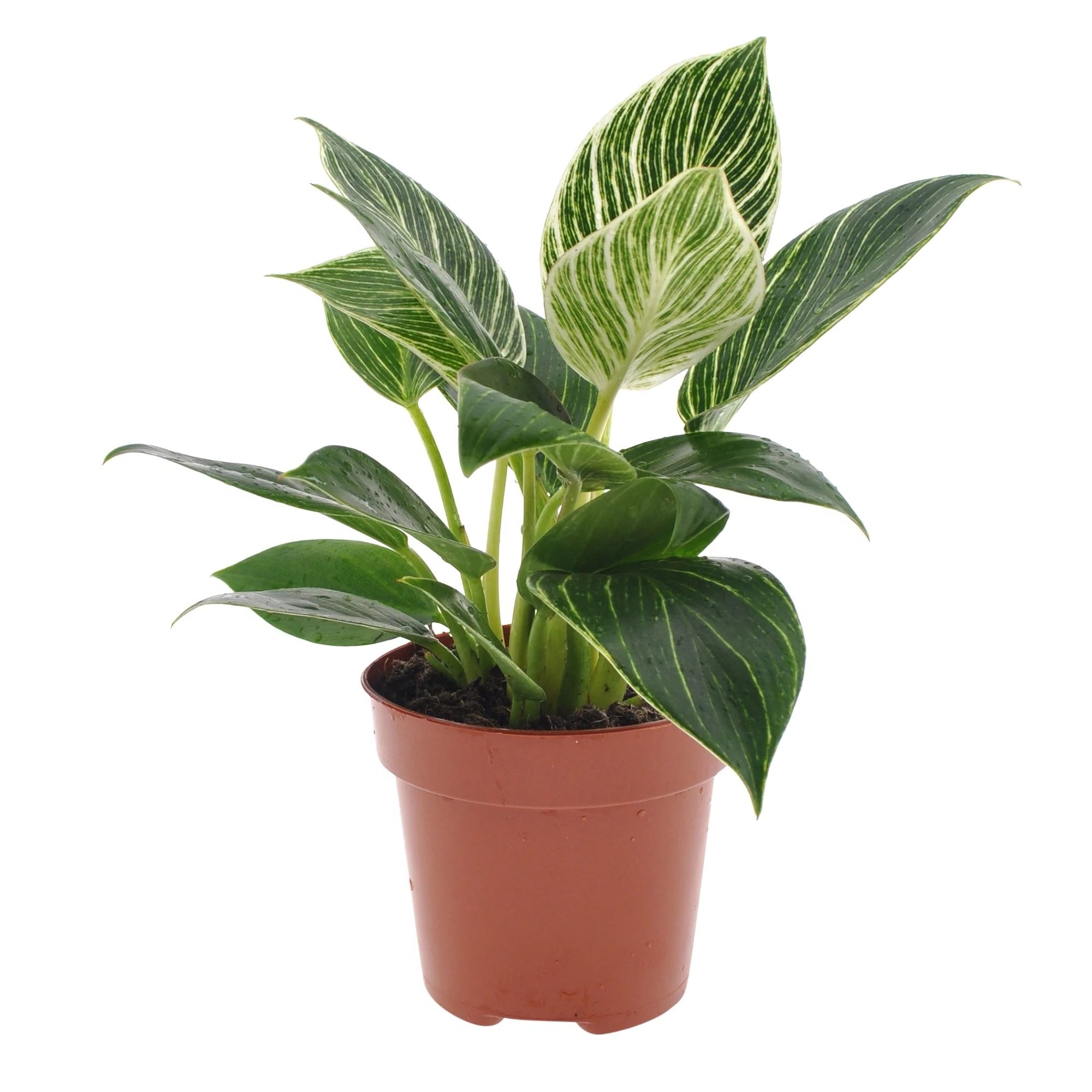 Philodendron White Wave - Birkin Plant