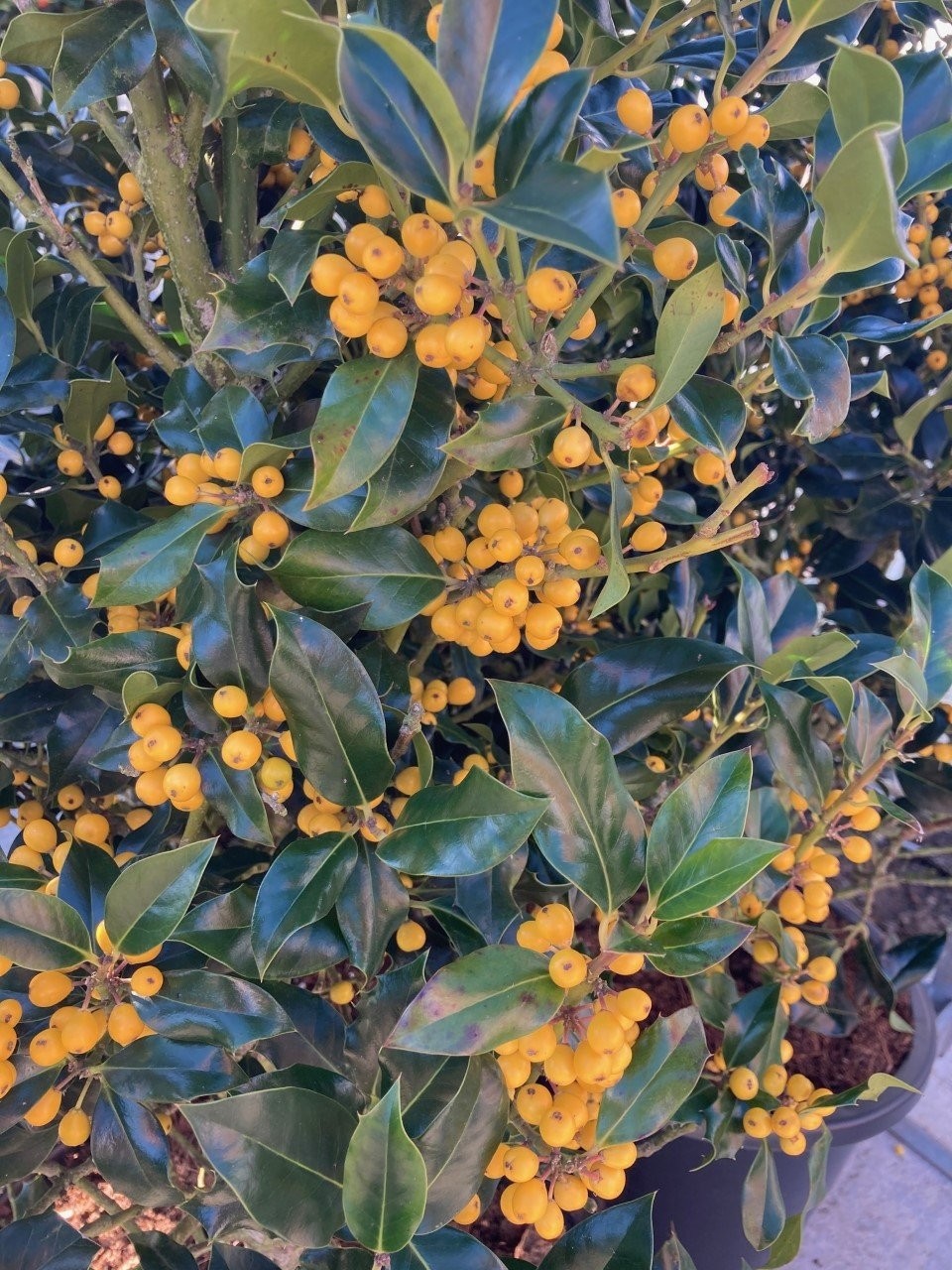 Rare Yellow Berry Holly Trees - Ilex aquifolium Bacciflava - Covered in ...