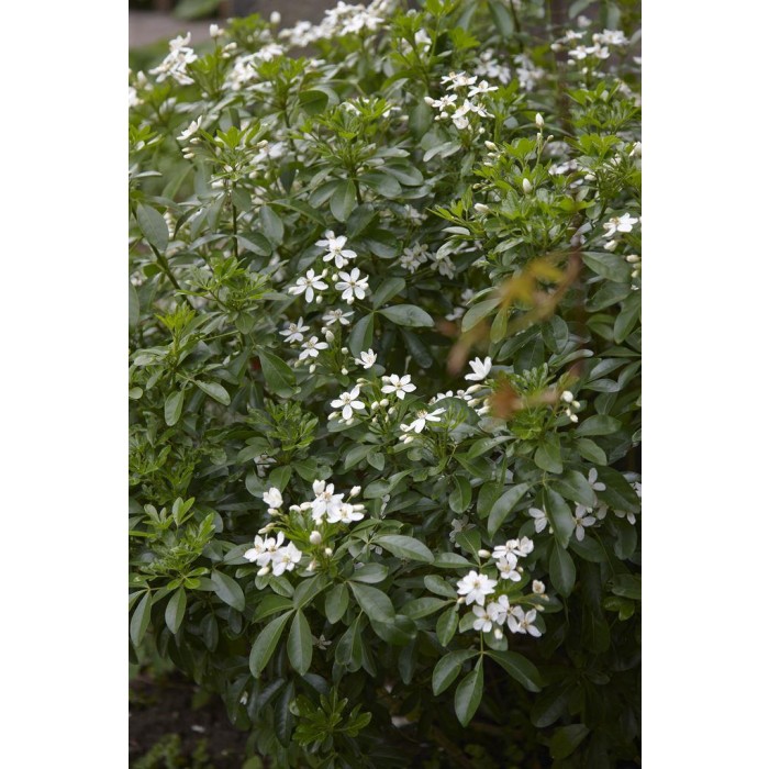 Choisya ternata - Mexican Orange Blossom
