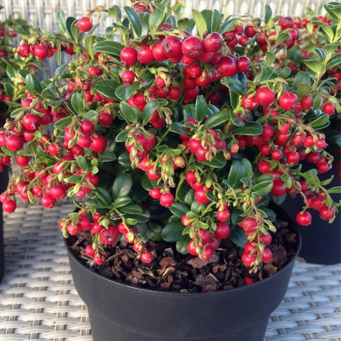 Red Candy Cranberry Plants - Pack of THREE