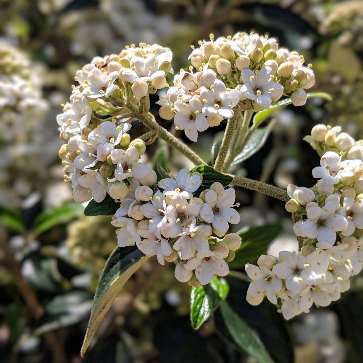 SPECIAL DEAL - Viburnum odoratissimum awabuki - LARGE