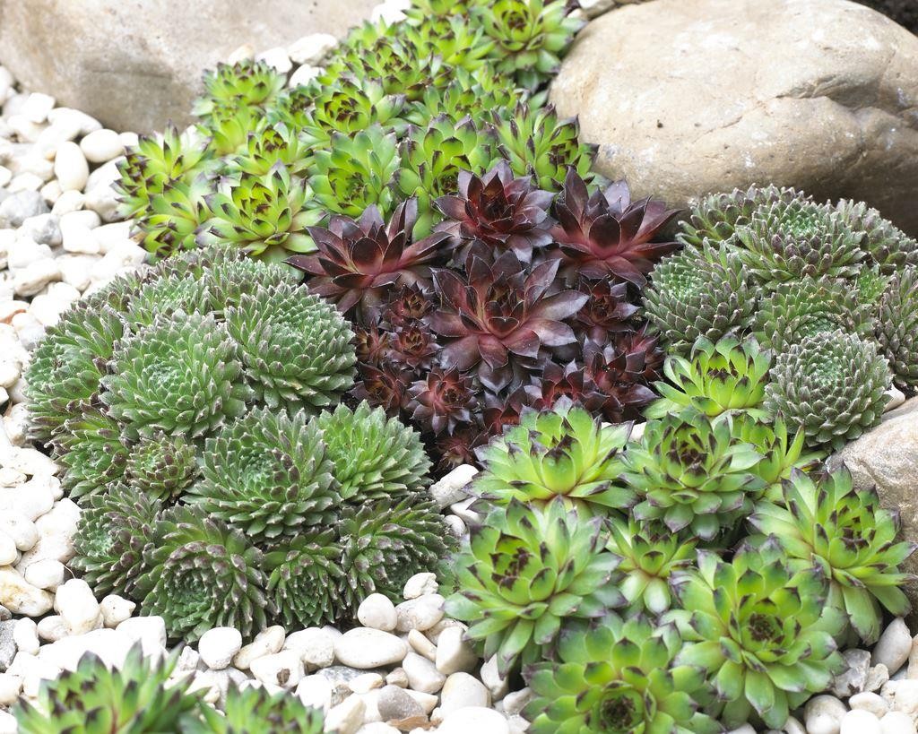 Sempervivum - Houseleek