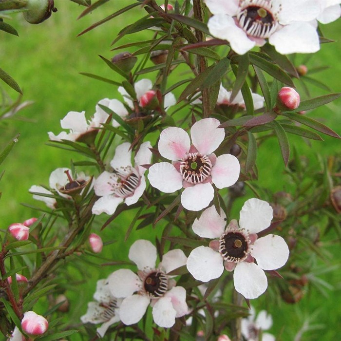 Leptospermum Silver Sheen - New Zealand Tea Tree