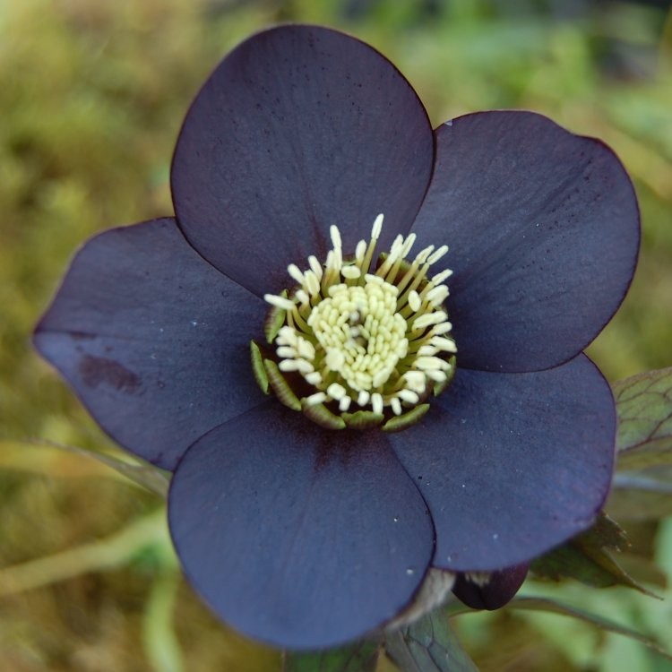 Helleborus x hybridus 'Lucy Black' - Oriental Hellebore