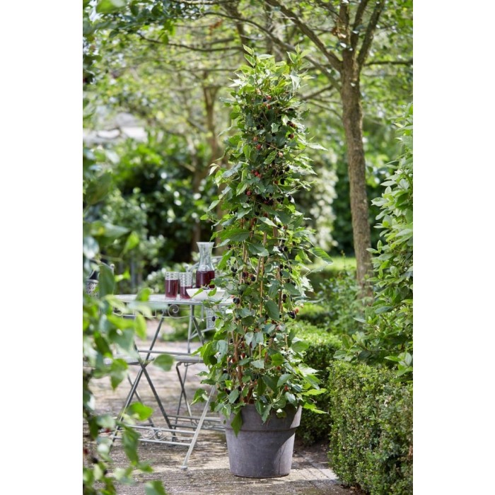 Black Mulberry - Morus rotundiloba Mojo Berry - Charlotte Russe