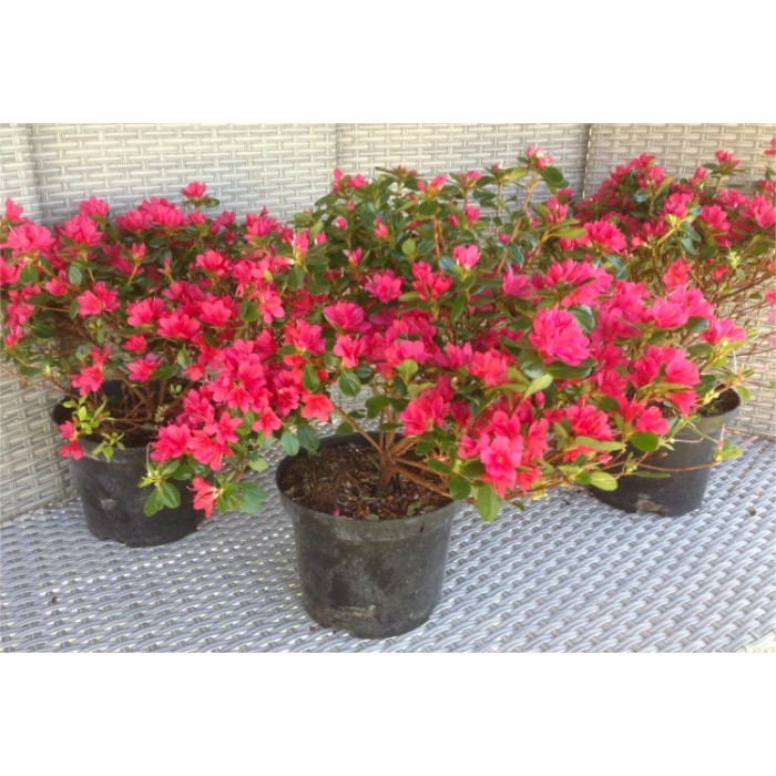 Azalea japonica 'Red Bird' - Evergreen Japanese Azalea - Pack of THREE ...