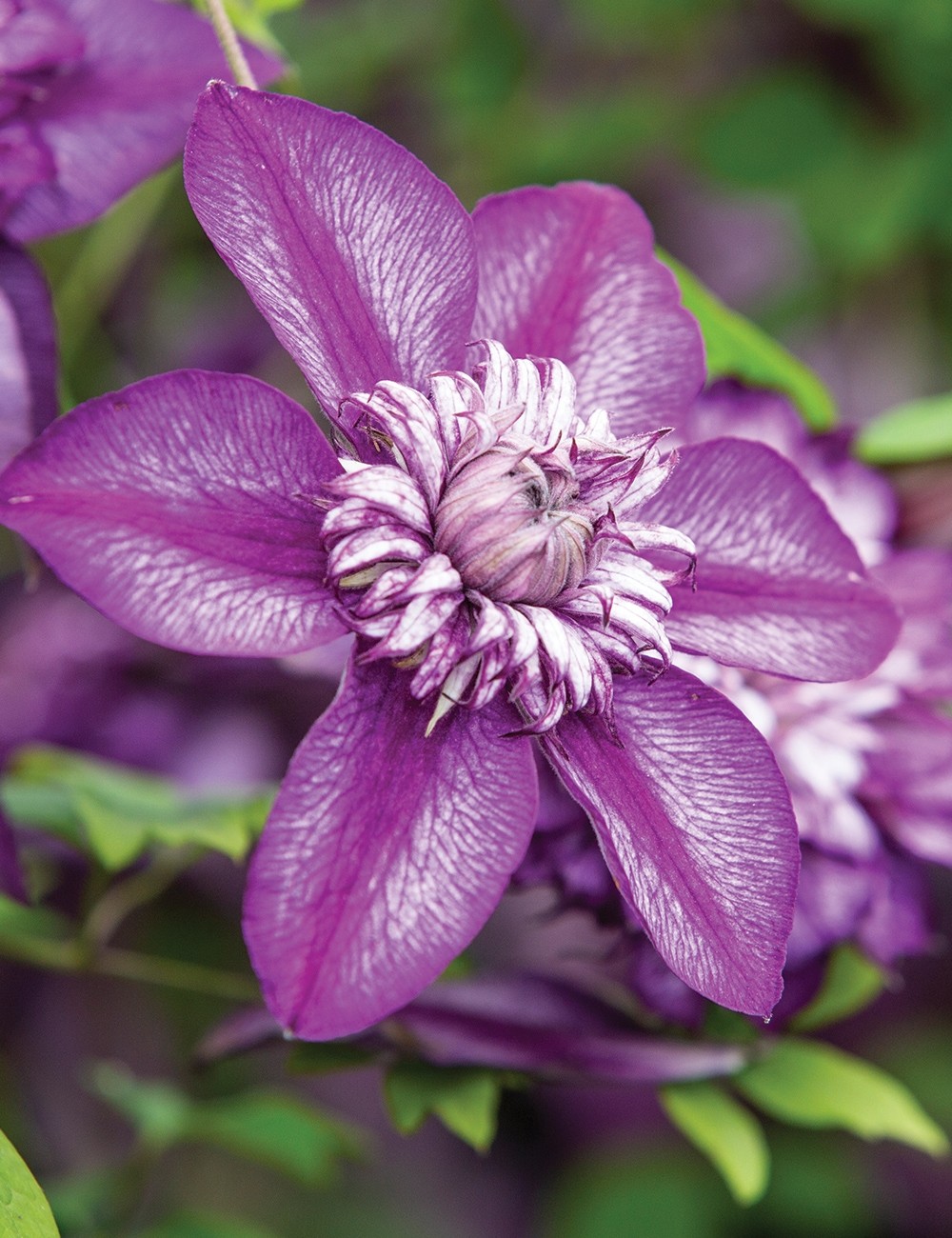 Clematis Cassis - Summer Flowering Clematis