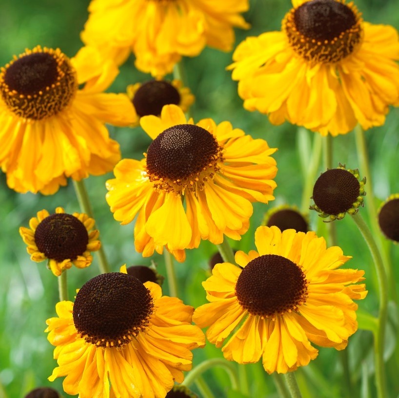 Helenium bigelovii 'The Bishop' - Sneezeweed